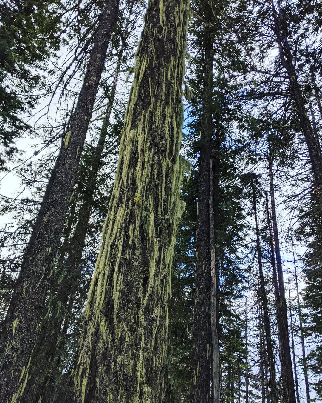Mount Spokane and Mount Kit Carson – Outdoor Trail Adventures